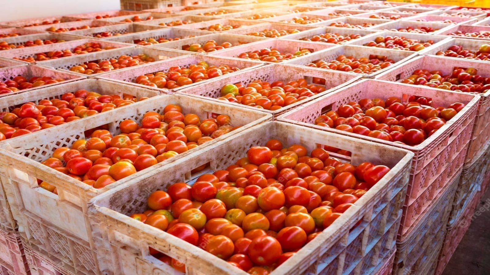 Burkina Faso: Suspending tomato exports – an act of economic p...